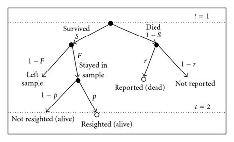 fate diagram for the live dead model the convention used for the