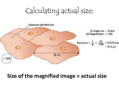 Cell Size Microscope Measurement How Big Is