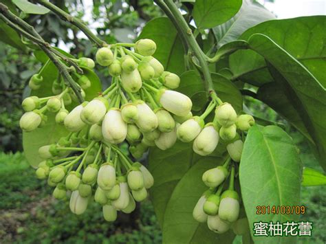 南方新品种水果苗果树苗新品种各种南方水果树第3页大山谷图库
