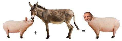 بالاترین ماحصل جفتگیری خوک و الاغ