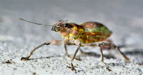 Amazon Codeguru Reviewer Announces Cicd Integration With Github