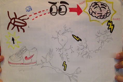 Cockroach Concept Map Diagram Quizlet