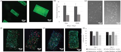 Fibronectin Patterning And Phenotypical Characterization Of The Download Scientific Diagram