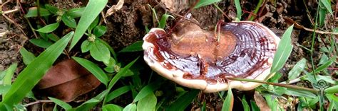 Benefits Of Phellinus Linteus Interstellar Blends Activate Your Super Powers
