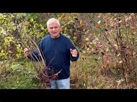 Польза и вред рябины для организма человека