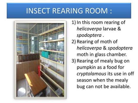 Introduction To Bio Control Lab For The Production Of Bio Pesticide And Bio Agents Pptx