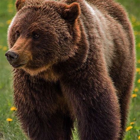 Cinnamon Bear Ursus Americanus Cinnamomum World Deer