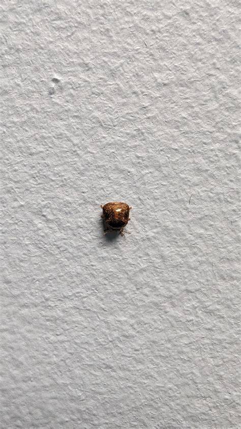 what is this square bug r whatsthisbug