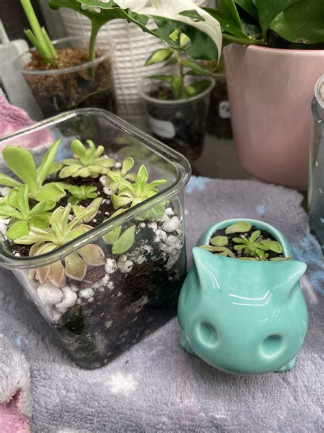 What Substrate Do You Guys Use For Your Pings Rpinguicula