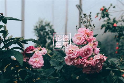 Pink Flowers Aesthetic Desktop Wallpapers Wallpaper Cave