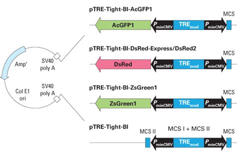 Tet On And Tet Off Systems Second Generation