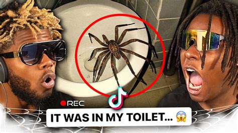 25 Scary Tiktok Videos Spiders W Actionvlogz Youtube
