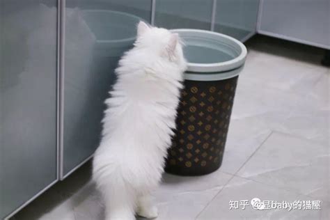 如何打理好猫咪的毛发干货教程篇 知乎
