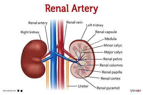 Renal Artery Human Anatomy Image Functions Diseases And Treatments