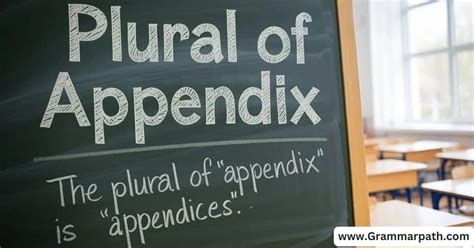 What You Need To Know About The Plural Of Appendix Grammar Path