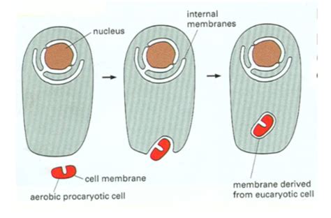 Lectures 9and10 Biol 112 Flashcards Quizlet