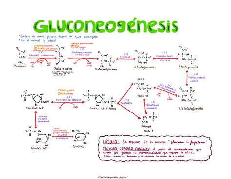 Ruta Metabólica Gluconeogénesis Apuntes De Medicina Docsity
