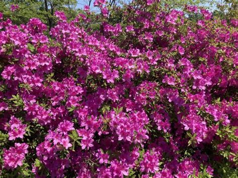 国営昭和記念公園 ゴールデンウィーク 2024 5 3 ｜ 中年からの生きがい探し