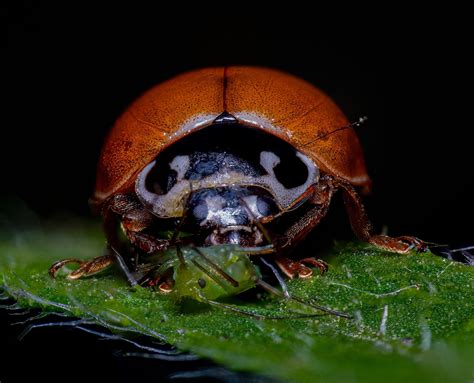 Ladybug Eating An Aphid Rmacroporn