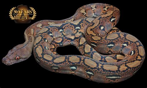Reticulated Pythons