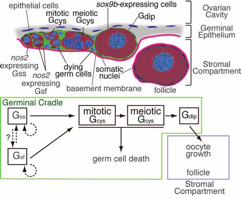Germinal Epithelium Function Continuous Germinal Center Invasion