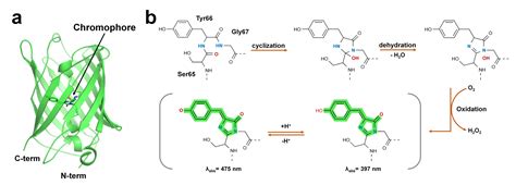 Fluorescent Protein Based Metal Biosensors Encyclopedia Mdpi