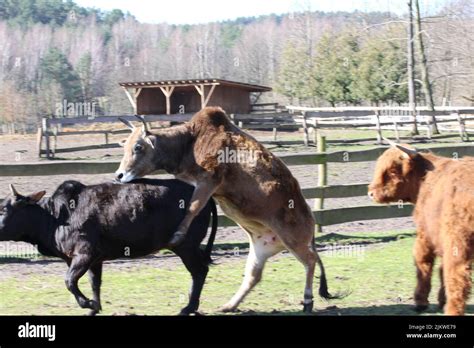bulls and cows mating