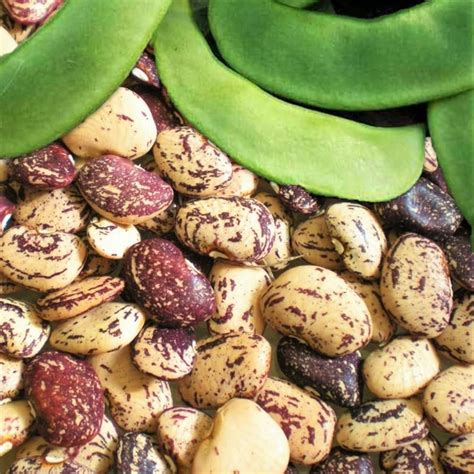 Lima Bean Gardening Seeds Hooga Seed Keepers Collective
