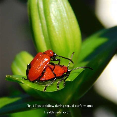 Sexual Performance Tips And Tricks Complete Info