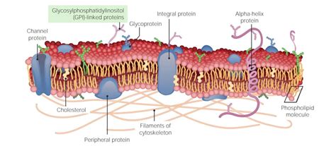 The Cell Cell Membrane Concise Medical Knowledge