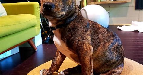 Moosifer Album On Imgur