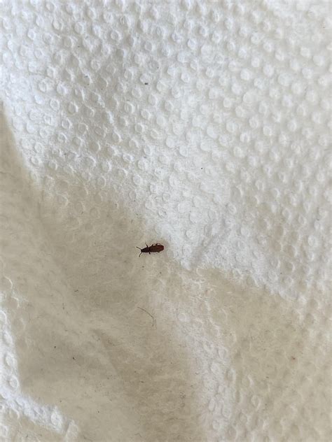 is this a bed bug found it on my pillow r bedbugs