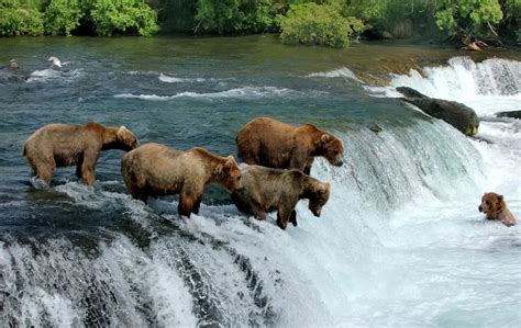 5 Day Tour To Witness Grizzly Bears Catching And Feasting On Salmon