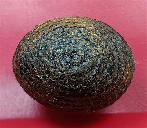 เบี้ยแก้หลวงปู่เจือวัดกลางบางแก้ว Ennxo