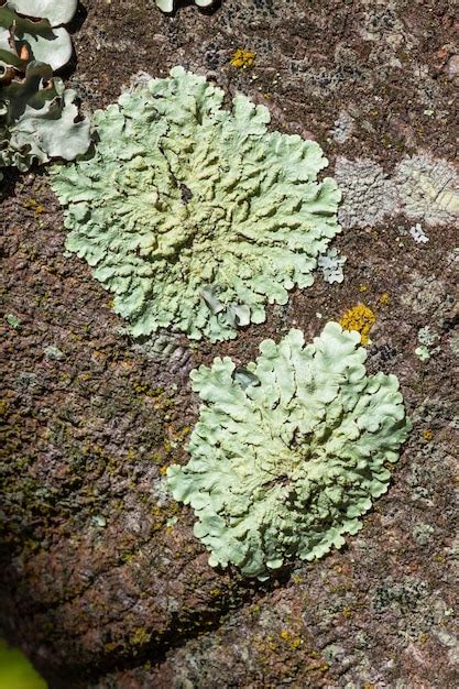 Premium Photo Lichen On A Tree
