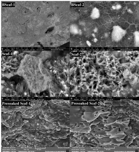 锌掺杂羟基磷灰石增强的藻酸盐 明胶支架负载5 氟尿嘧啶：细胞附着能力与一年稳定性研究 生物通