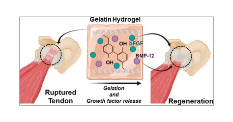 Dual Growth Factor Delivery Using Photo Cross Linkable Gelatin