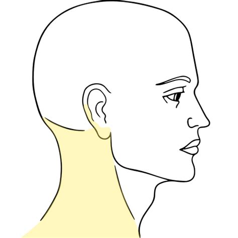 Superficial Cervical Plexus Nerve Block