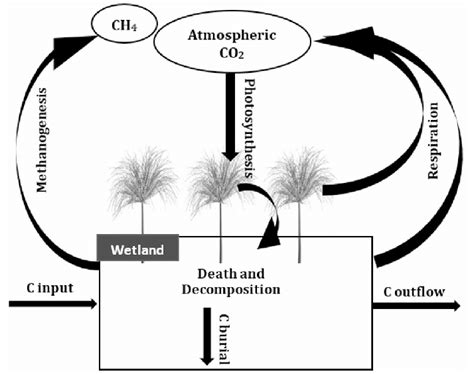 Simplified Schematic Overview Of C Cycling In Wetlands C Input