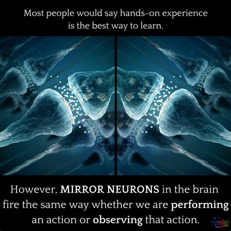Mirror Neurons Location Brain At Stephanie Goddard Blog
