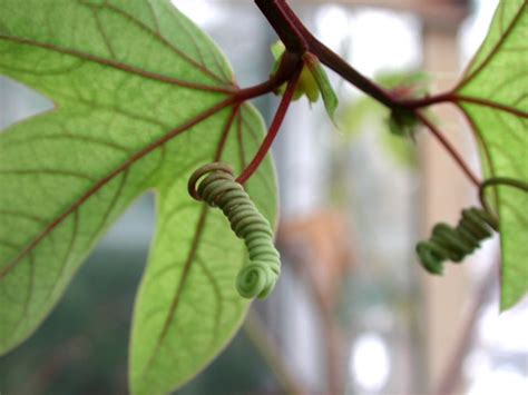 Modified Leaf Of A Plant Examples Leafs In Angiospermic Plants Types