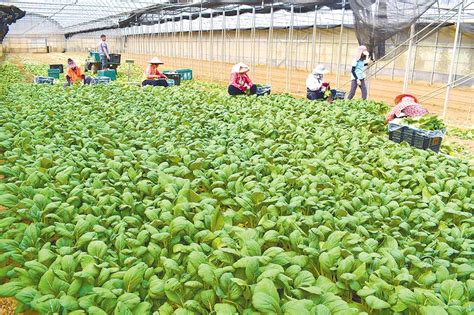專家示範有機耕作 200名農友取經 地方新聞 中國時報