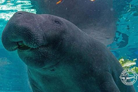 Manatee 38 Dead After Repeated ‘high Intensity Sex With Brother Us