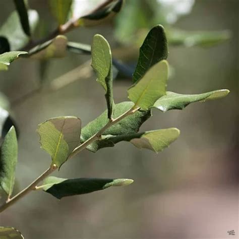 Joan Lionetti Texas Live Oak Quercus Fusiformis ‘joan Lionetti Lawns Tree Farm