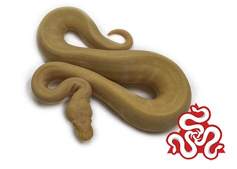Albino Pinstripe Het Vpi Axanthic Ball Python By Travis Whisler Reptiles Morphmarket