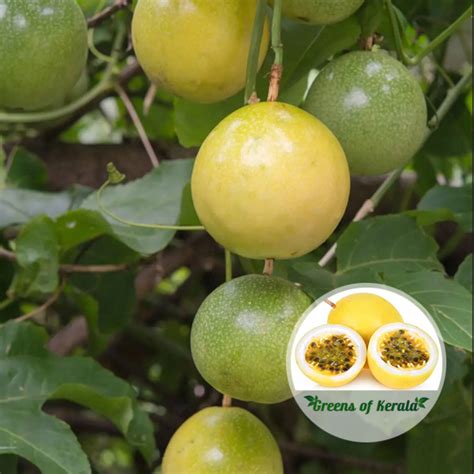 Passion Fruit Plant Buy Online At Howard Vasquez Blog