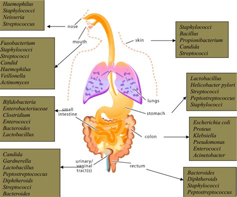 Importance Of Normal Microflora Microbiology Class