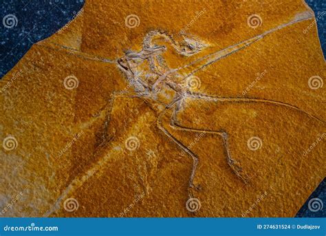Archaeopteryx Fossils Discovered In Germany Editorial Stock Image Image Of Geology Eichstatt
