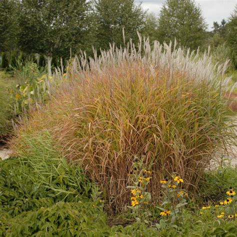 Miscanthus Purpurascens Flame Grass Shop Sugar Creek Gardens