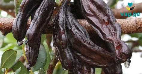 კერატი ცილის გემრიელი და ჯანსაღი წყაროა Vap Ge